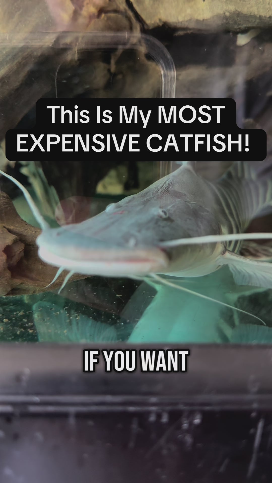 3” TIGRINUS CATFISH (TIGER STRIPED ANTENNAE) – Rob's Aquatics Fish Shop