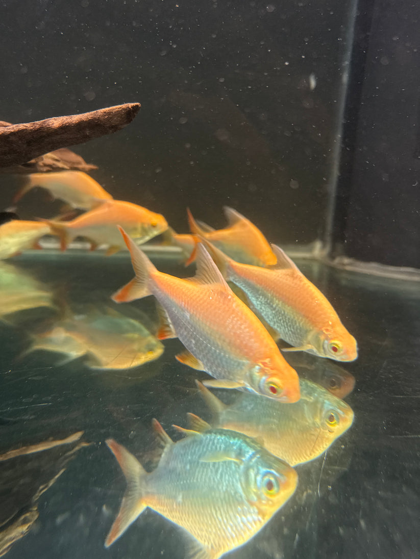 4 1/2” Albino Tin Foil Barb – Vibrant Freshwater Fish for Your Aquarium ...