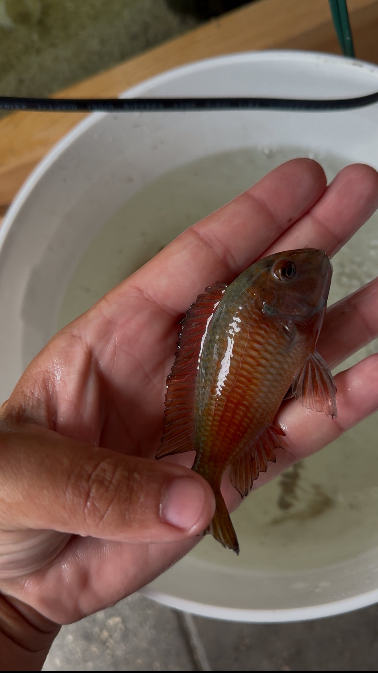 Tropheus Chipimbi Colony of 7 - Vibrant African Cichlids | Rob's ...