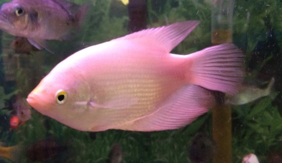 Giant White Gourami (3”) – Stunning Freshwater Fish at Rob's Aquatics ...