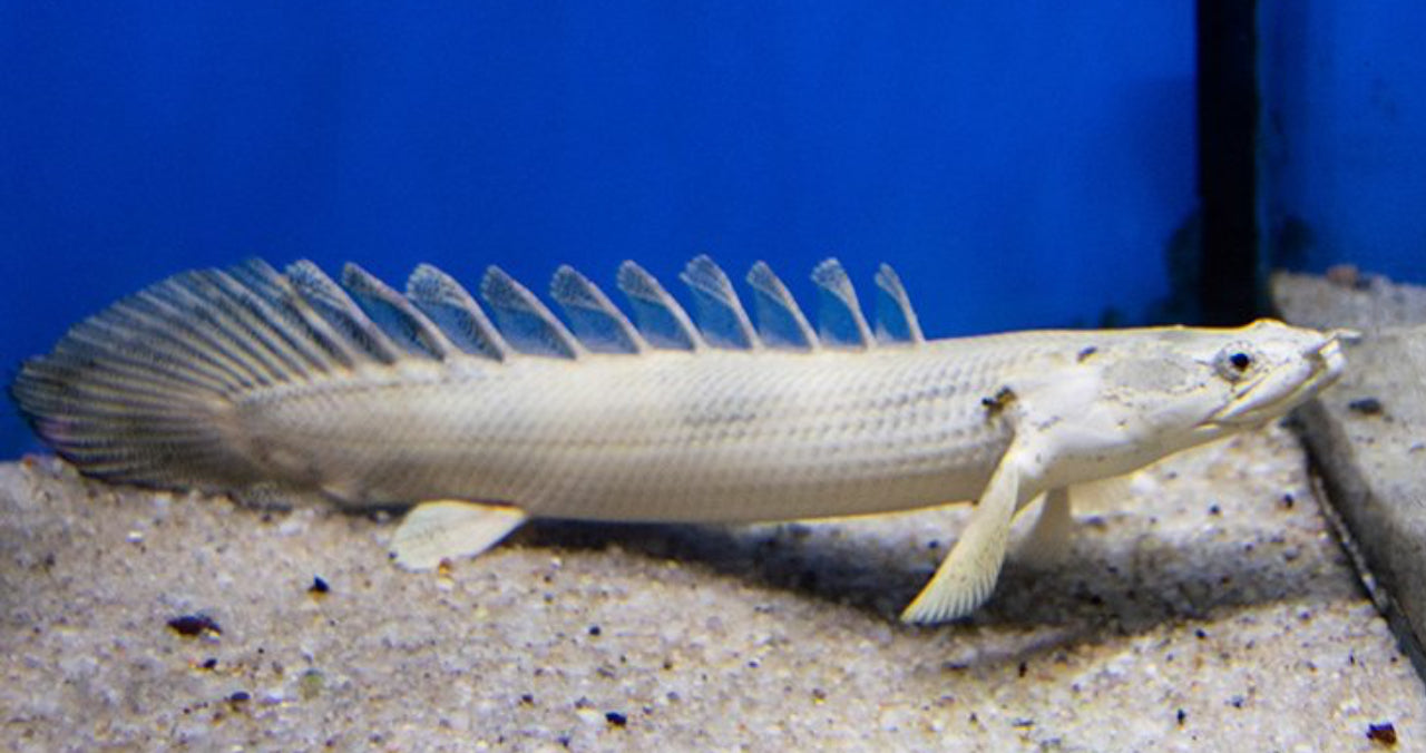 3-4” Platinum Endlicheri Bichir - Rare Freshwater Fish at Rob's ...