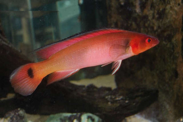 Fire Red Atabapo Pike 12-14" – Exotic Freshwater Predator Fish – Rob's ...