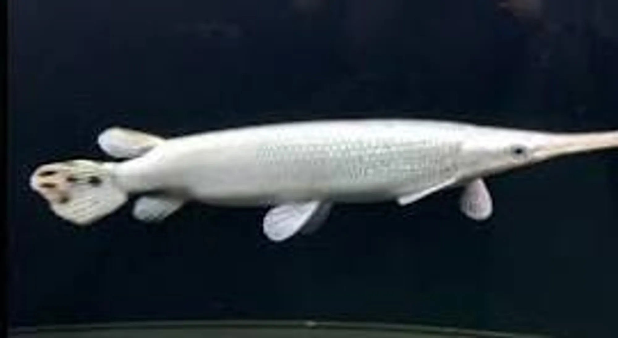 Platinum Florida Gar 5” – Unique Freshwater Aquarium Fish | Rob's ...