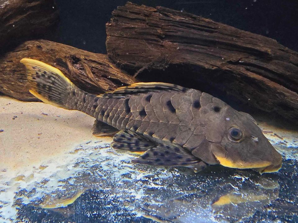 L-095 Spotted Pinecone Plecostomus | Freshwater Pleco Fish Care – Rob's ...