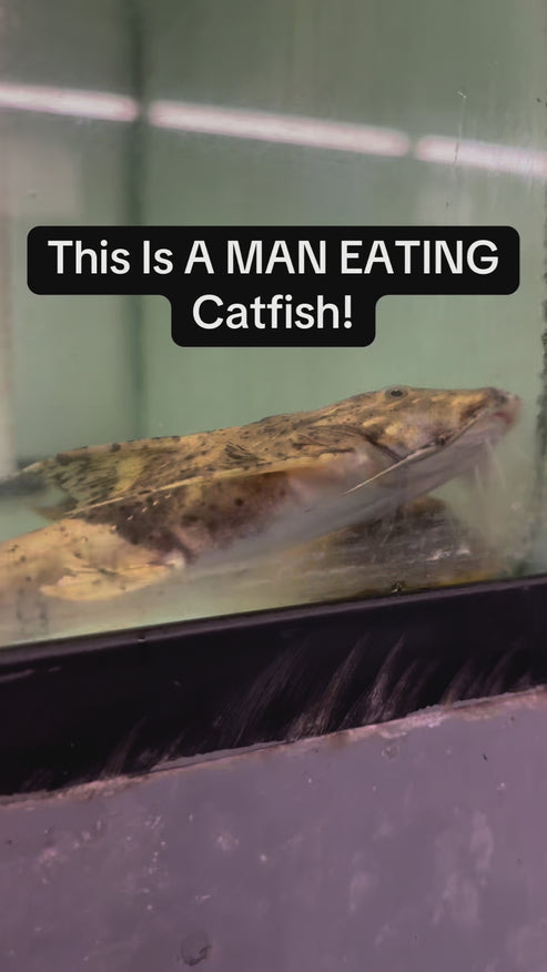 8-10” Goonch Catfish for Sale | Large Freshwater Predator Fish – Rob's ...